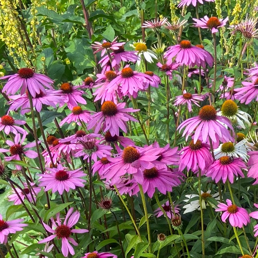 Så solhatt i februar og få blomster allerede i sommer – Jordglede